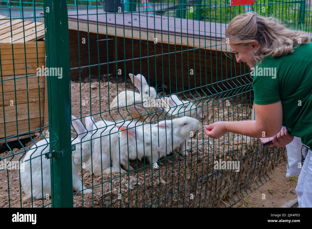 two white rabbits are fed grass through the bars Stock Photo - Alamy