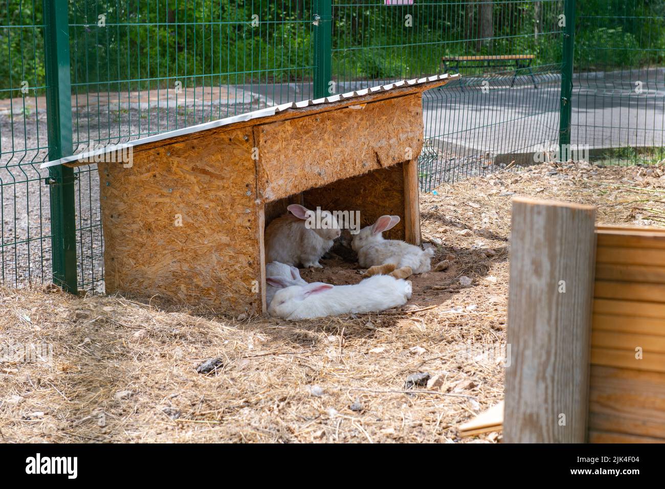 in a wooden house, rabbits rest in a cage Stock Photo - Alamy