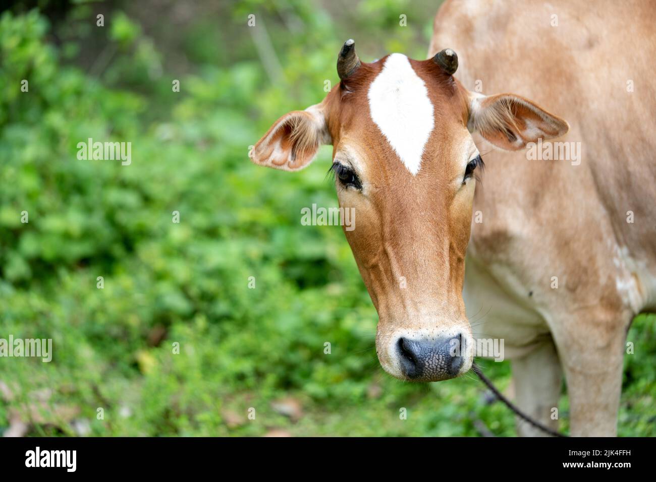Brown color cow the calf Stock Photo - Alamy