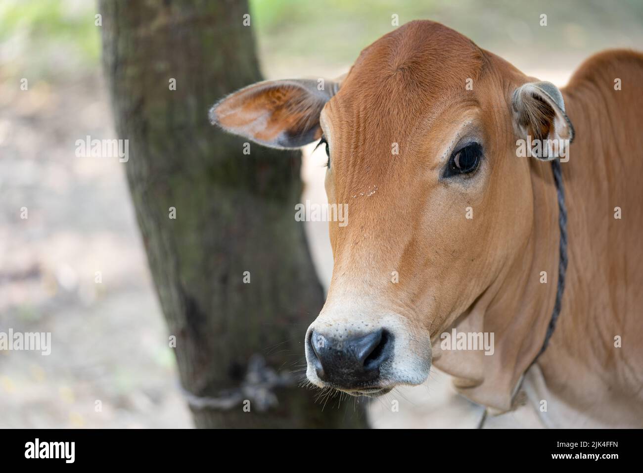 Brown color cow the calf Stock Photo - Alamy