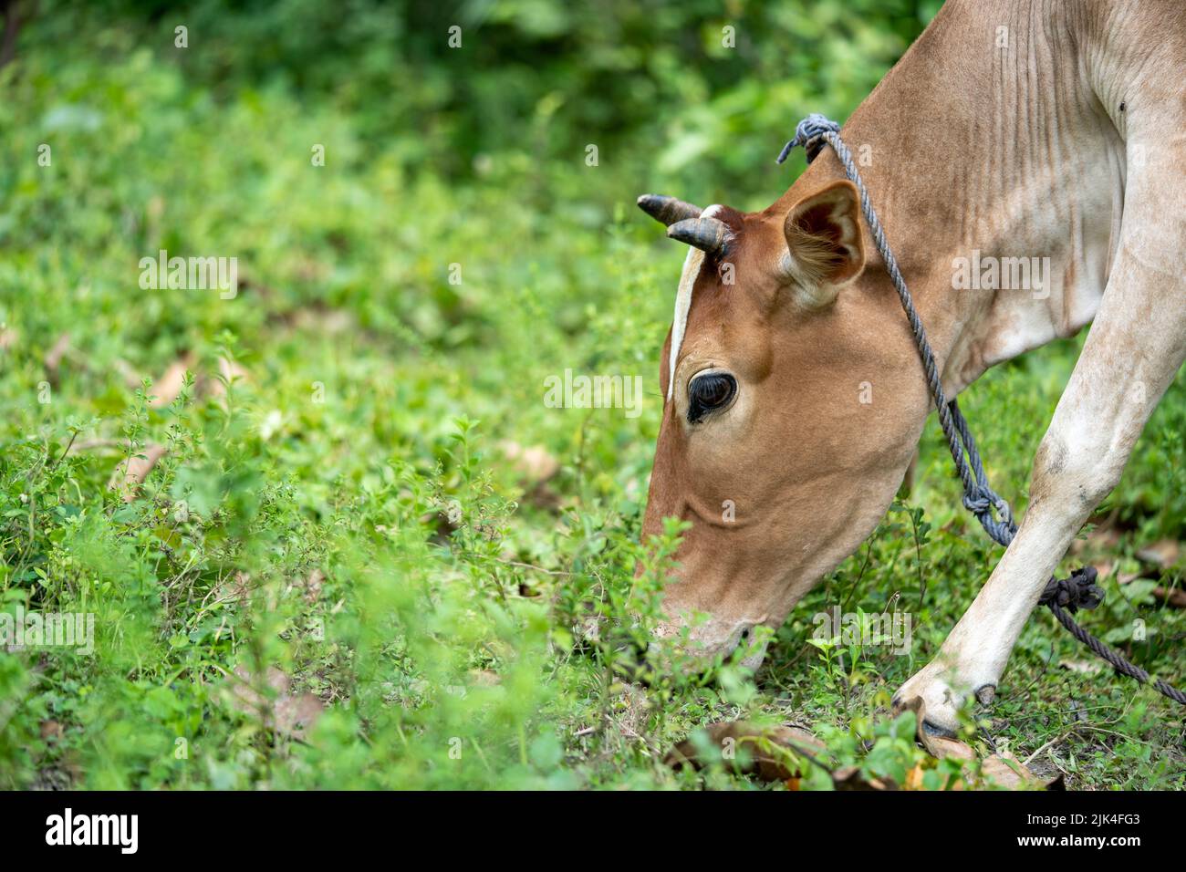 Brown color cow the calf Stock Photo - Alamy