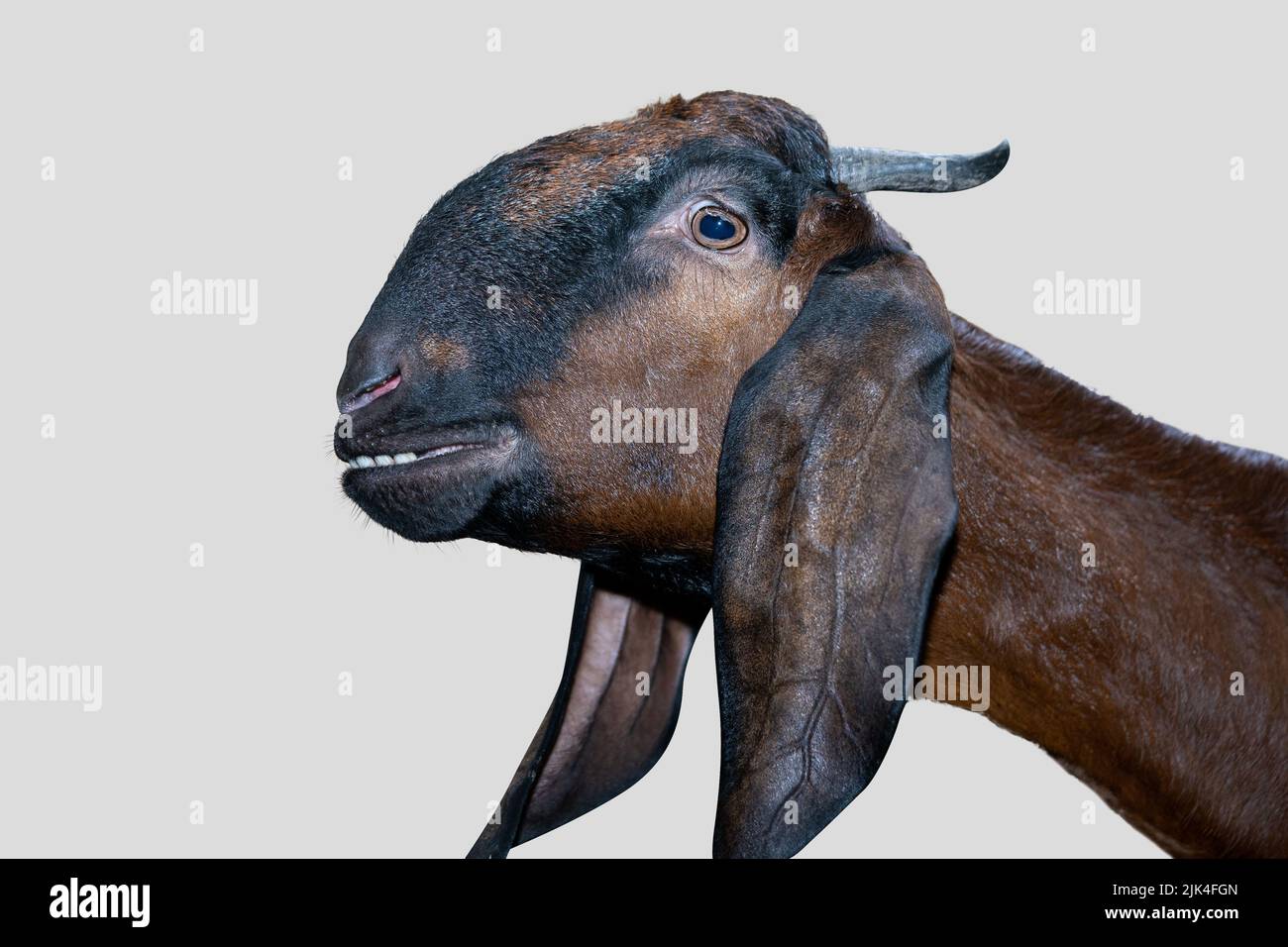 Goat Isolated On White with Clipping Path Stock Photo - Alamy