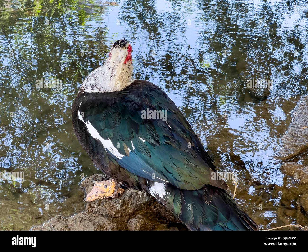 a wild male Muscovy duck (Cairina moschata) resting in shade on a ...
