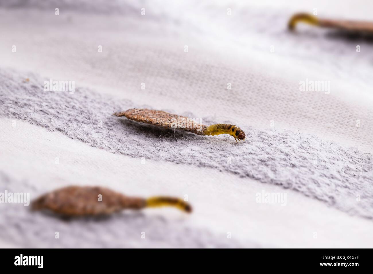 Phereoeca hi-res stock photography and images - Alamy