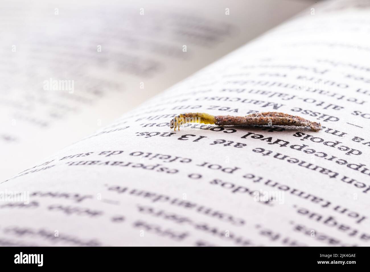 moth larva in cocoon on old book, feeding on paper or cellulose, macro ...