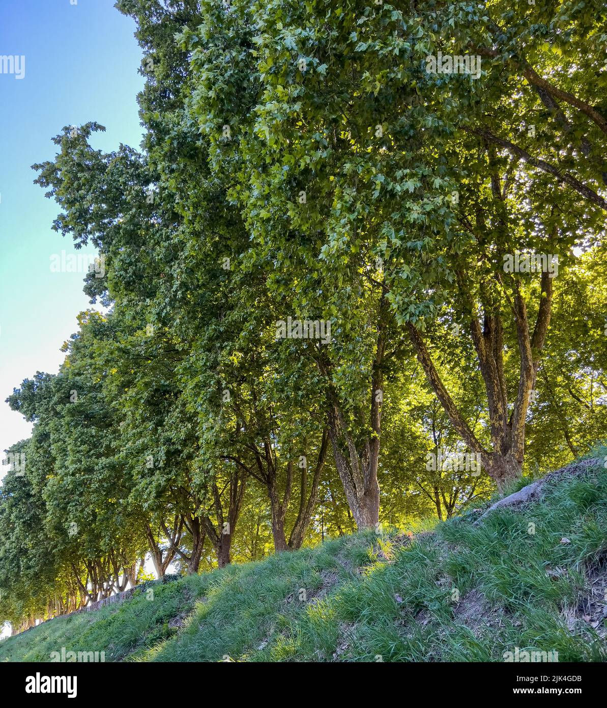 a line of green trees along the top of a steep grass bank, blue summer ...