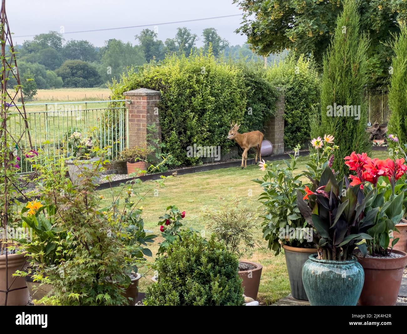 detailed close up of a young wild roe deer buck (Capreolus capreolus ...