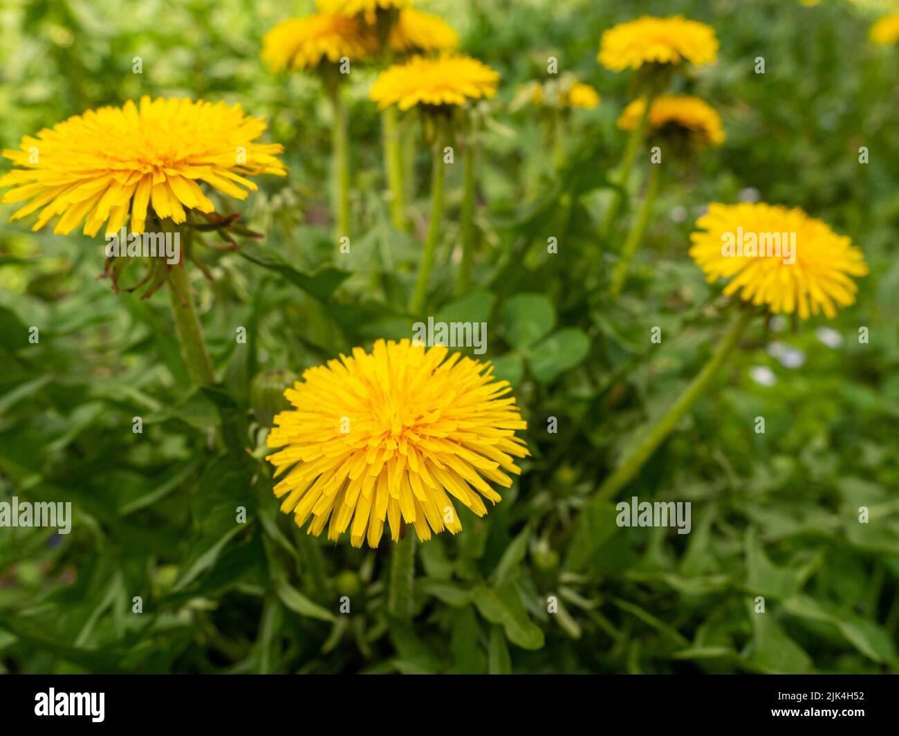 Garden dandelion hi-res stock photography and images - Alamy