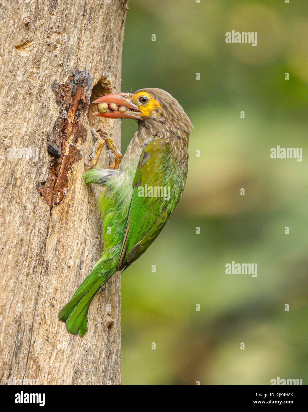 A brown Headed Barbet has brought food for its juvenile Stock Photo - Alamy