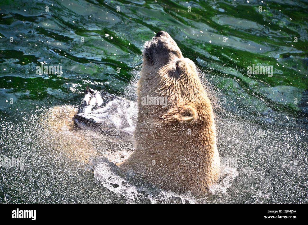 Portrait of an ice baer eating some fishes in the zoo Stock Photo - Alamy