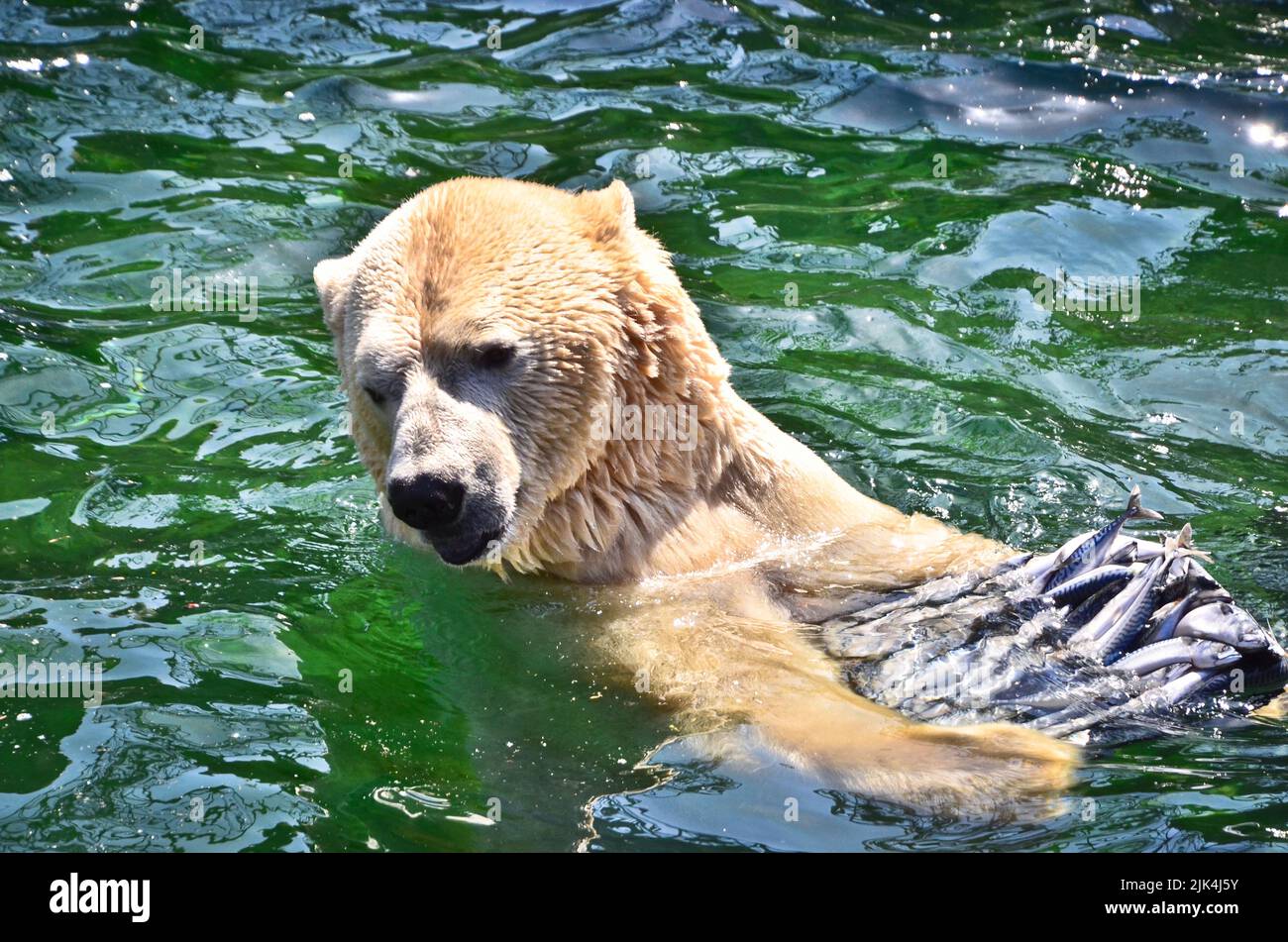 Portrait of an ice baer eating some fishes in the zoo Stock Photo - Alamy