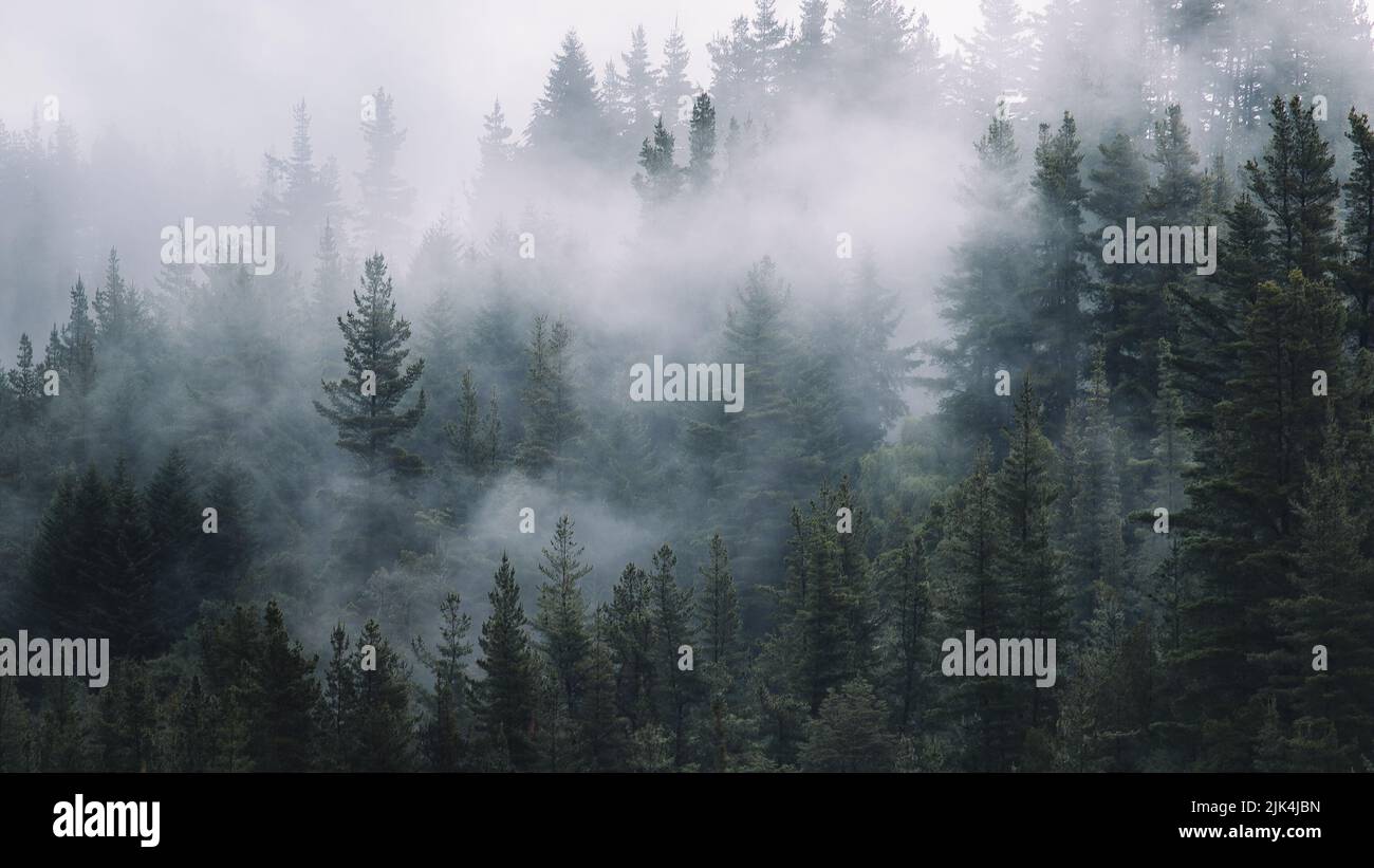 Cloud pine forest in southern Chile Stock Photo - Alamy