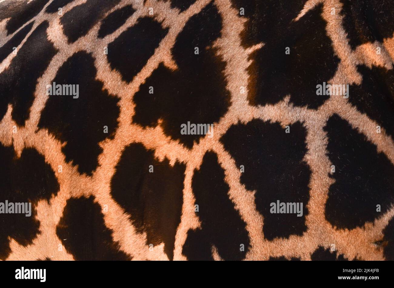 texture and pattern of the fur of a giraffe, close up Stock Photo - Alamy