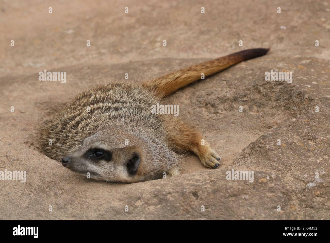 Meerkat laying down in the sand Stock Photo - Alamy Meerkat laying down in the sand Stock Photo - Alamy
