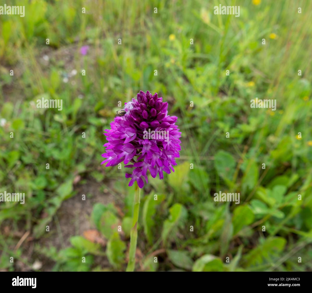 detailed closeup of a pink and purple pyramidal orchid (Anacamptis ...