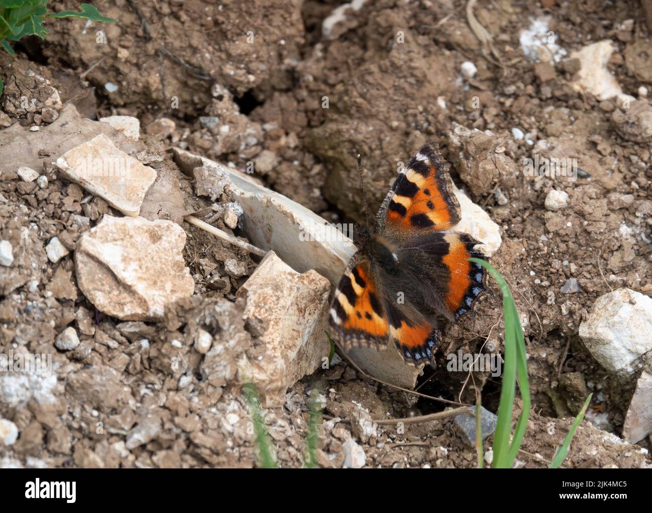 detailed close up of a Small Tortoiseshell butterfly (Aglais urticae ...