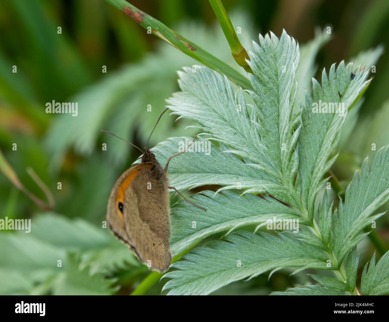 detailed closeup of a meadow brown butterfly (Maniola jurtina Stock ...