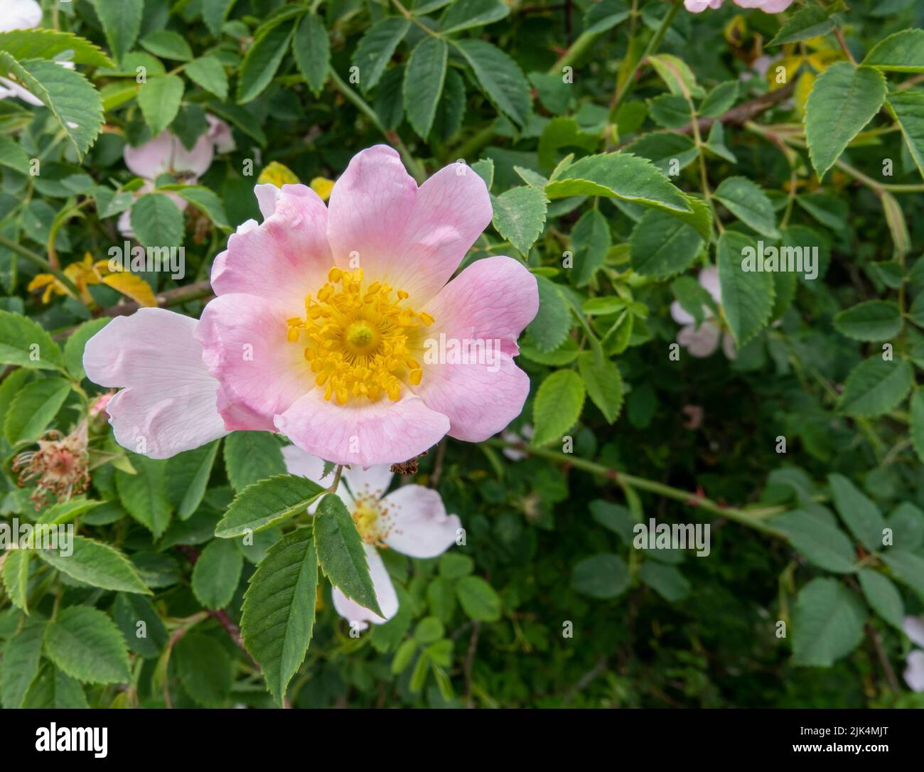 detailed close up of a beautiful pink dog rose (Rosa canina Stock Photo ...