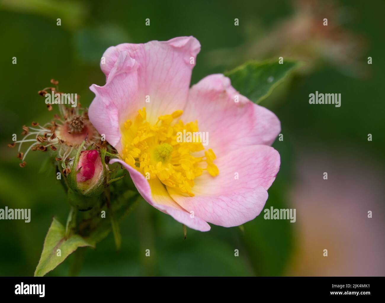 detailed close up of a beautiful pink dog rose (Rosa canina Stock Photo ...