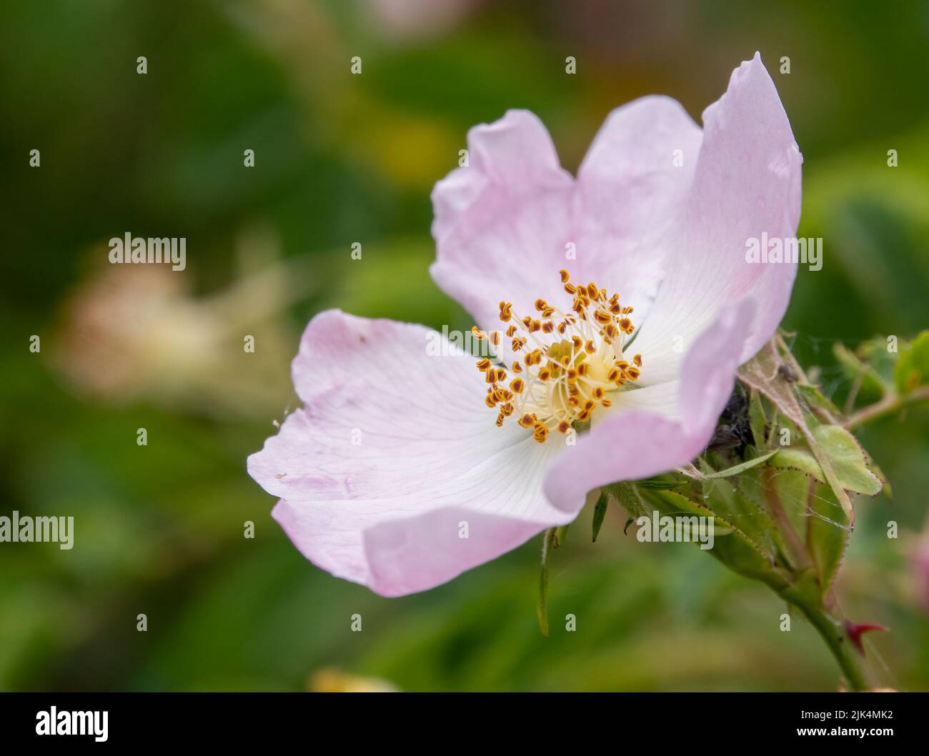 detailed close up of a beautiful pink dog rose (Rosa canina Stock Photo ...