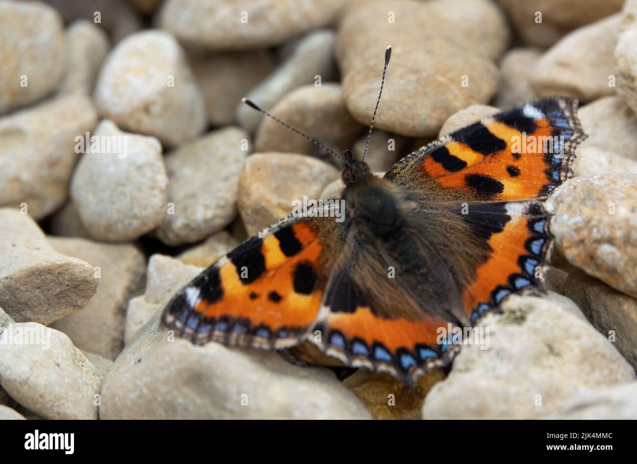 detailed close up of a Small Tortoiseshell butterfly (Aglais urticae ...