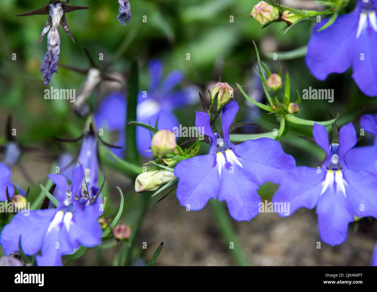 Lobelia orange flower hi-res stock photography and images - Alamy