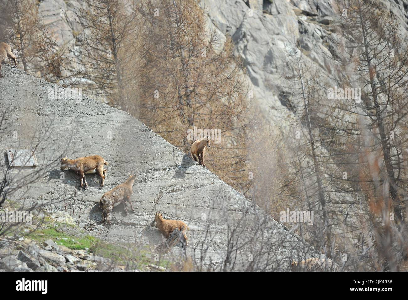 Steinbock playing hi-res stock photography and images - Alamy