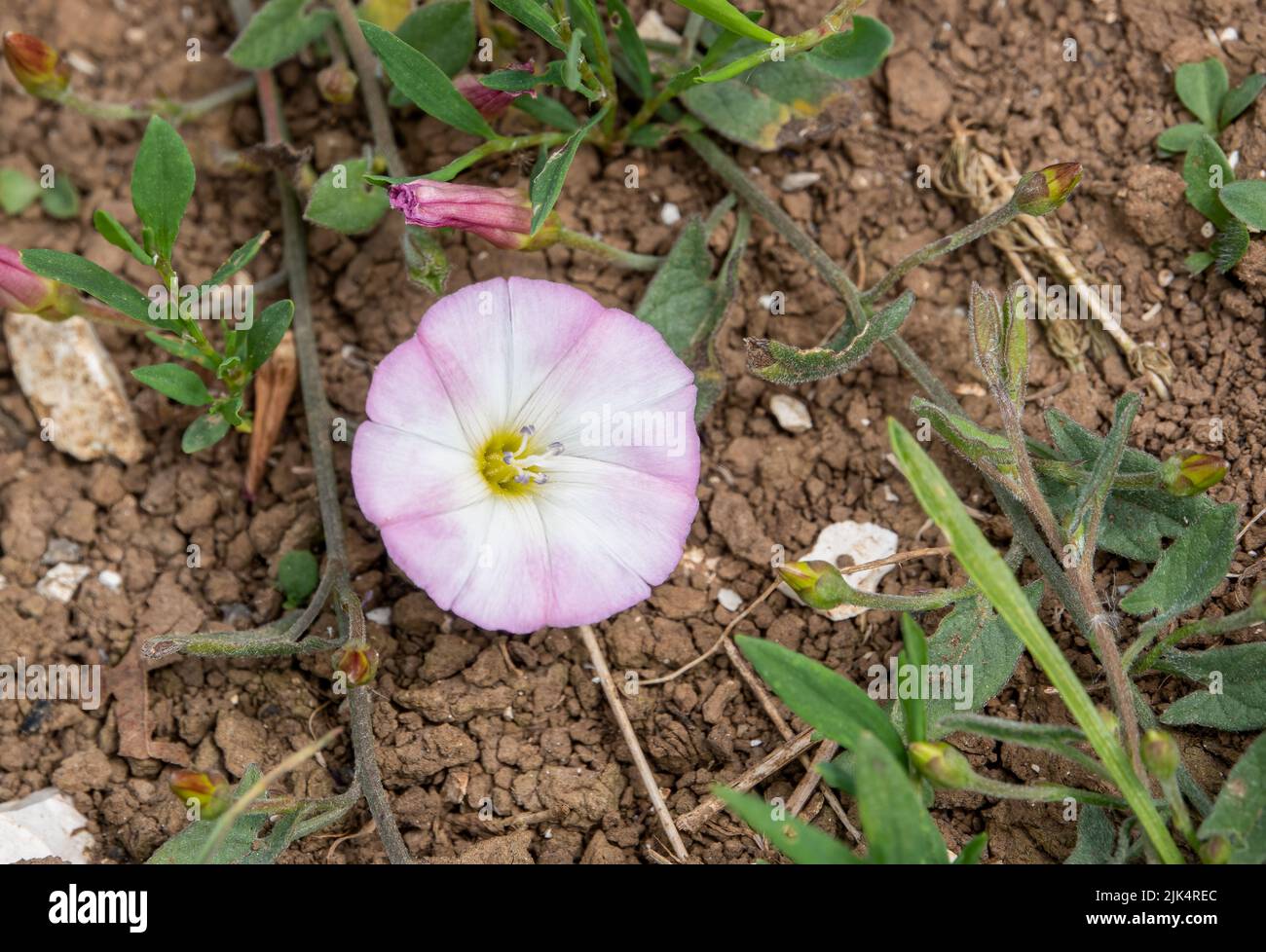detailed close up of a pink and white field bindweed flower a.k.a ...