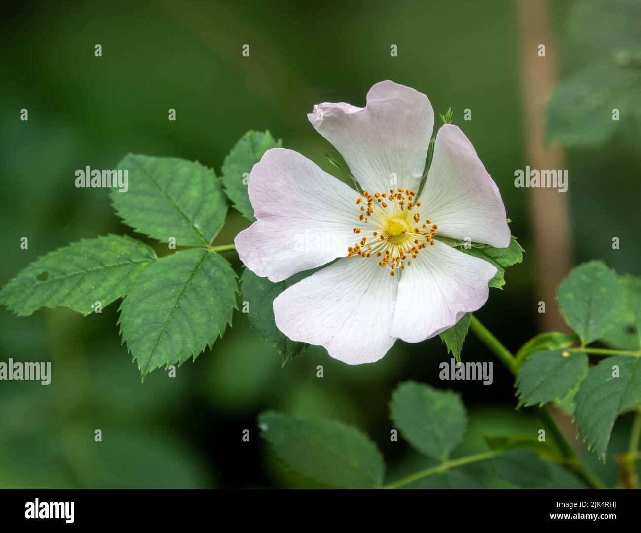 detailed close up of a beautiful pink dog rose (Rosa canina Stock Photo ...