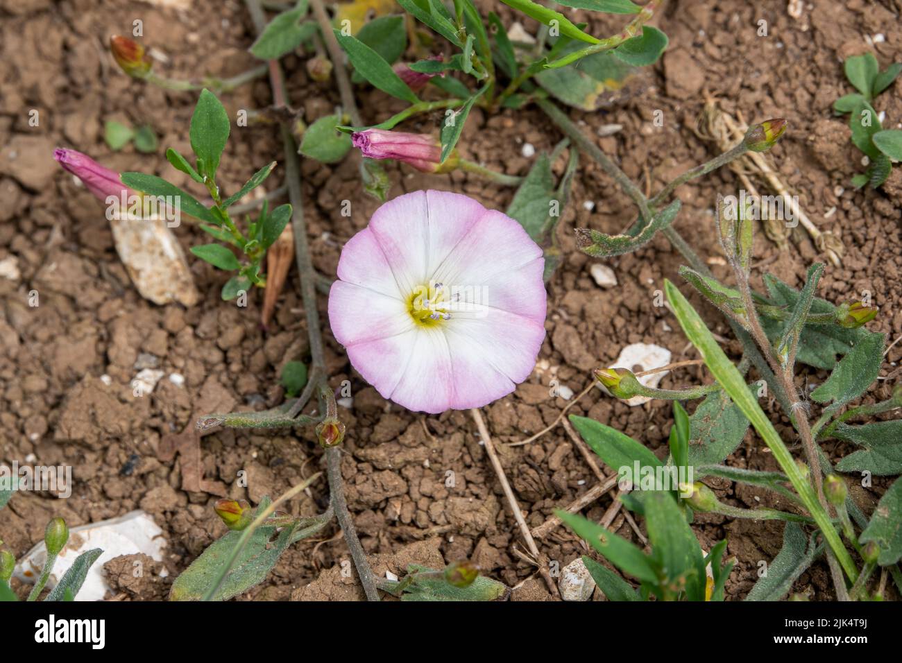 detailed close up of a pink and white field bindweed flower a.k.a ...