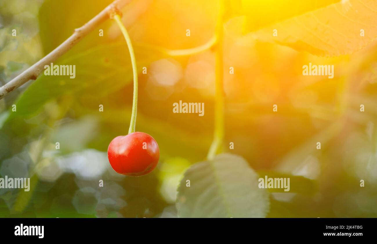 Berry hanging hi-res stock photography and images - Alamy