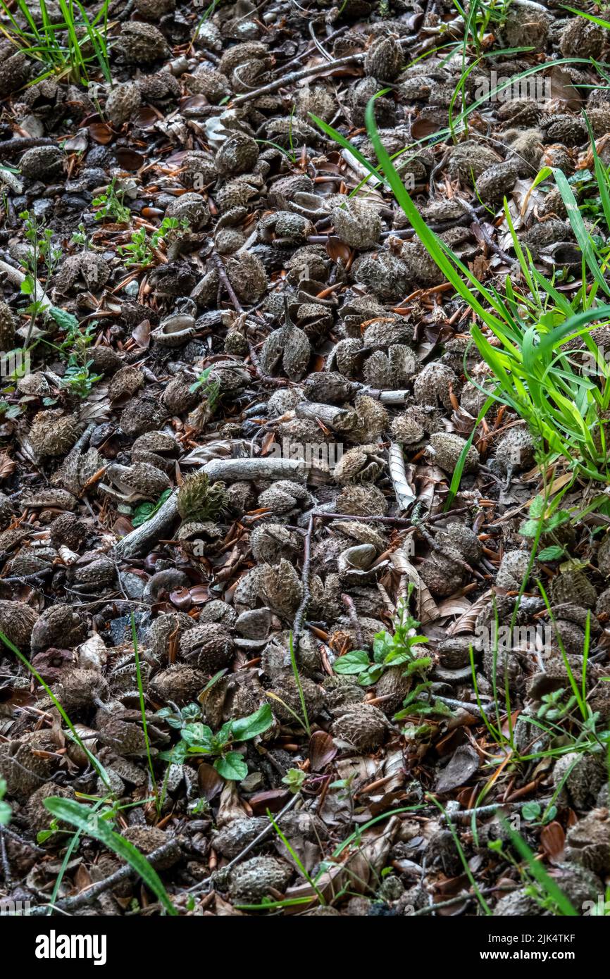 Copper beech fruit hi-res stock photography and images - Alamy