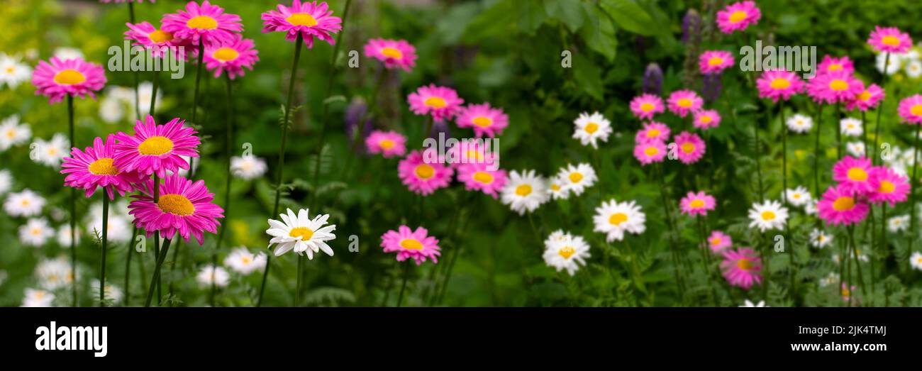 Purple Daisy Headers