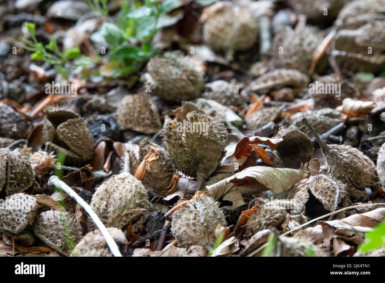 Copper beech fruit hi-res stock photography and images - Alamy