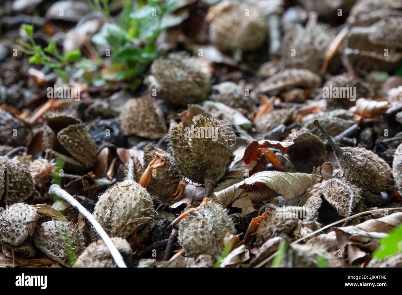 close up of a ground carpet beech nuts from a European Beech tree ...