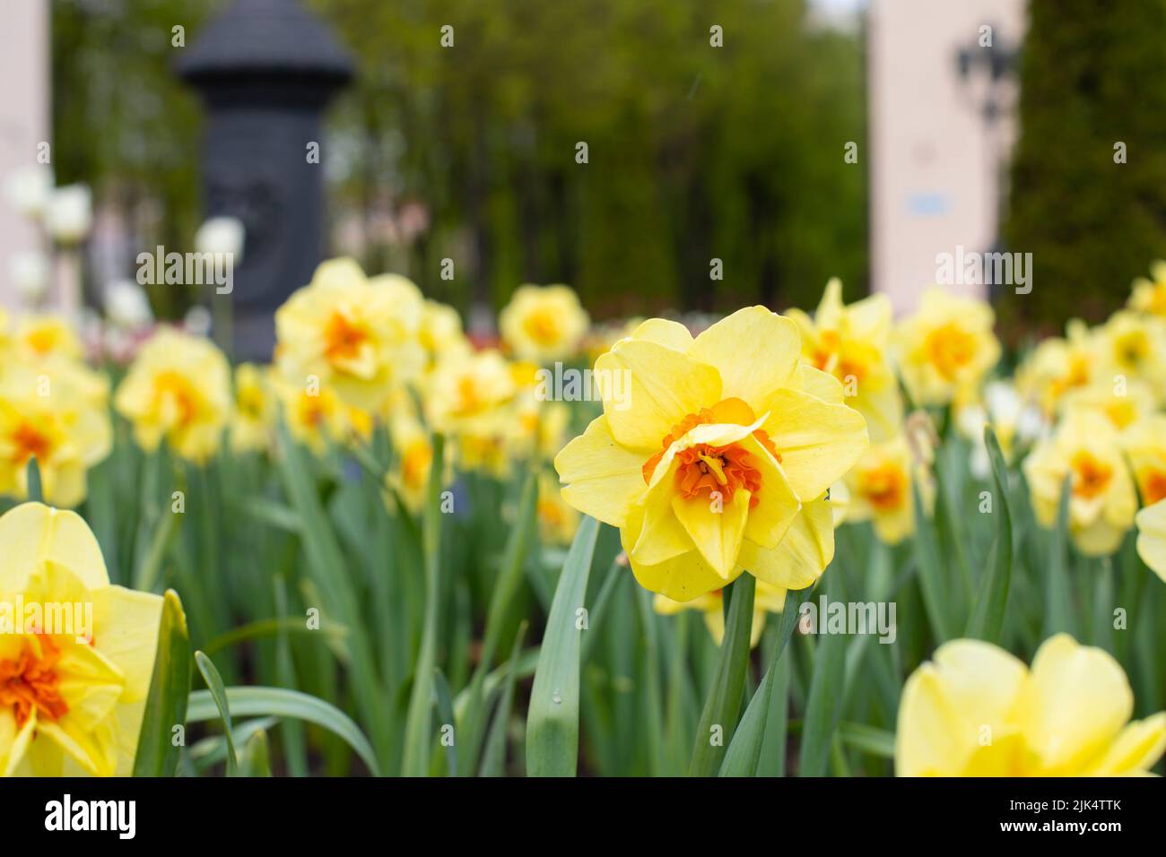 Beautiful bright orange yellow narcissus blossom Stock Photo - Alamy