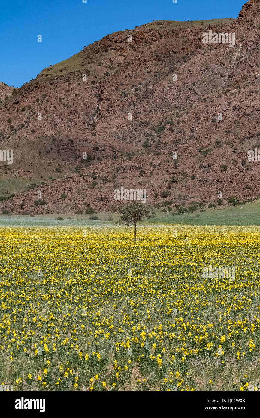 Namibia, panorama of the Namib desert in rain season, with grasses and ...