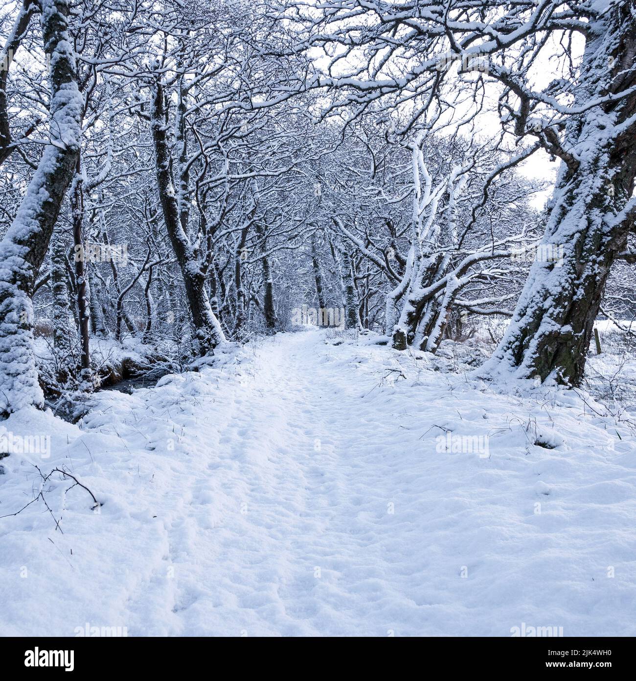 Aviemore winter path hi-res stock photography and images - Alamy