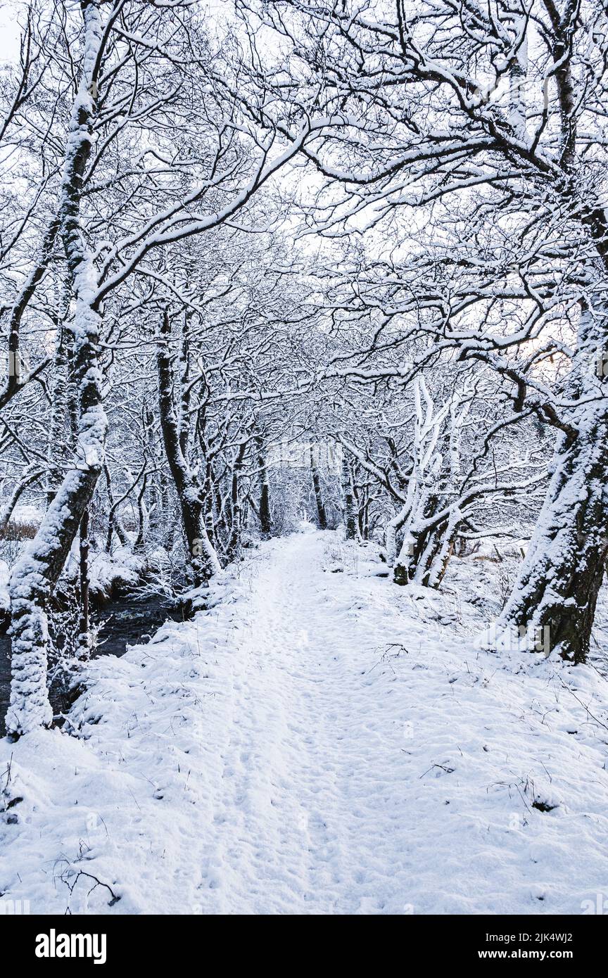 Aviemore forest hi-res stock photography and images - Alamy