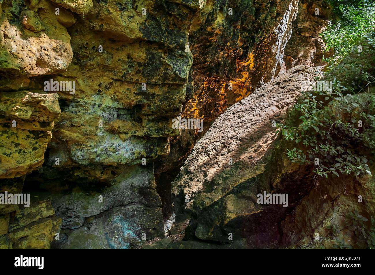 Creamy-yellow dolomite cliffs in Knaresborough Gorge with prominent ...