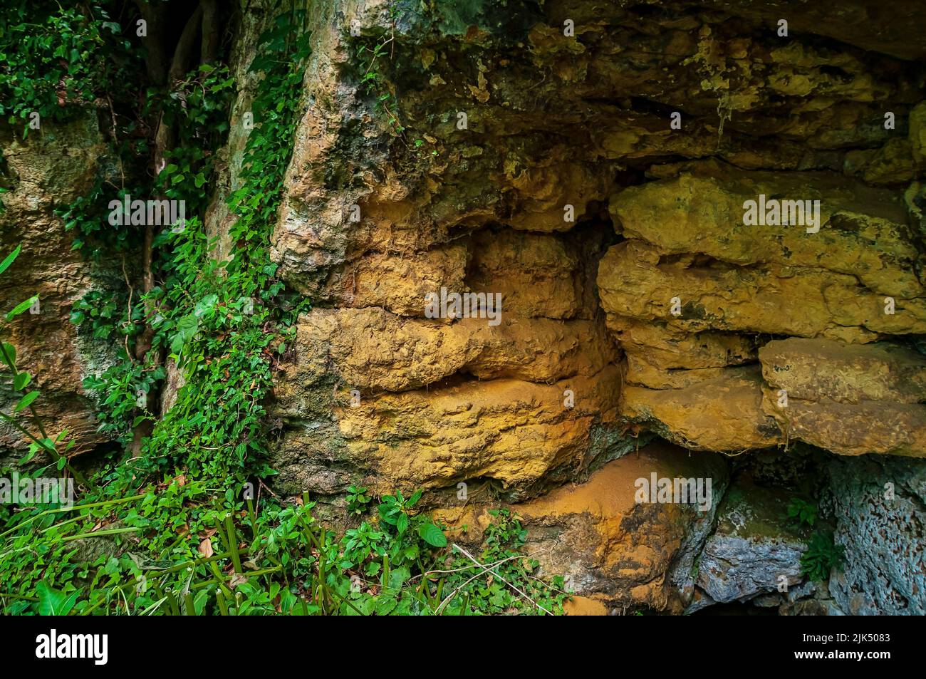 Creamy-yellow dolomite cliffs in Knaresborough Gorge with prominent ...
