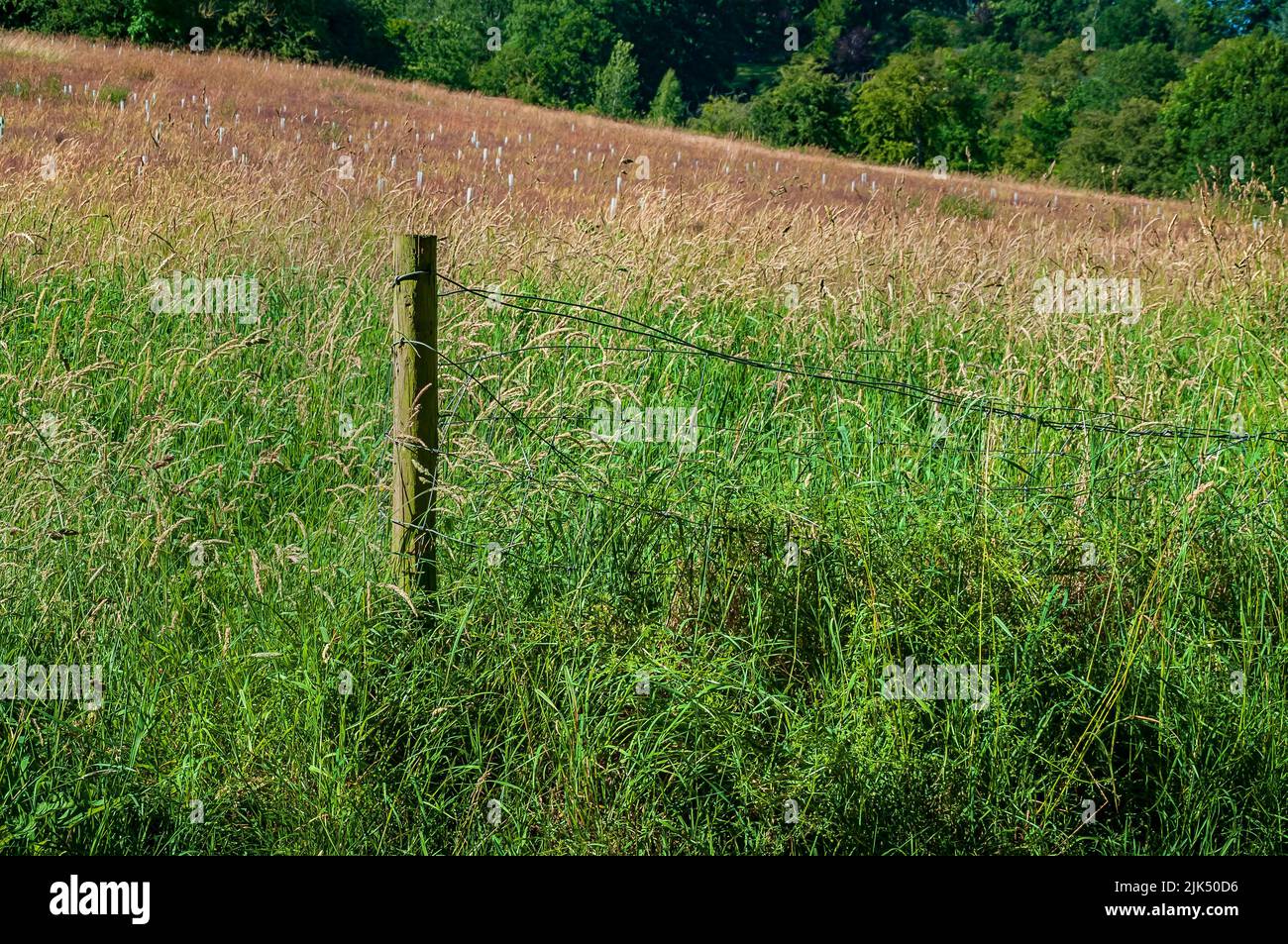Fence post and wire fence by a field of golden wheat in glorious summer ...