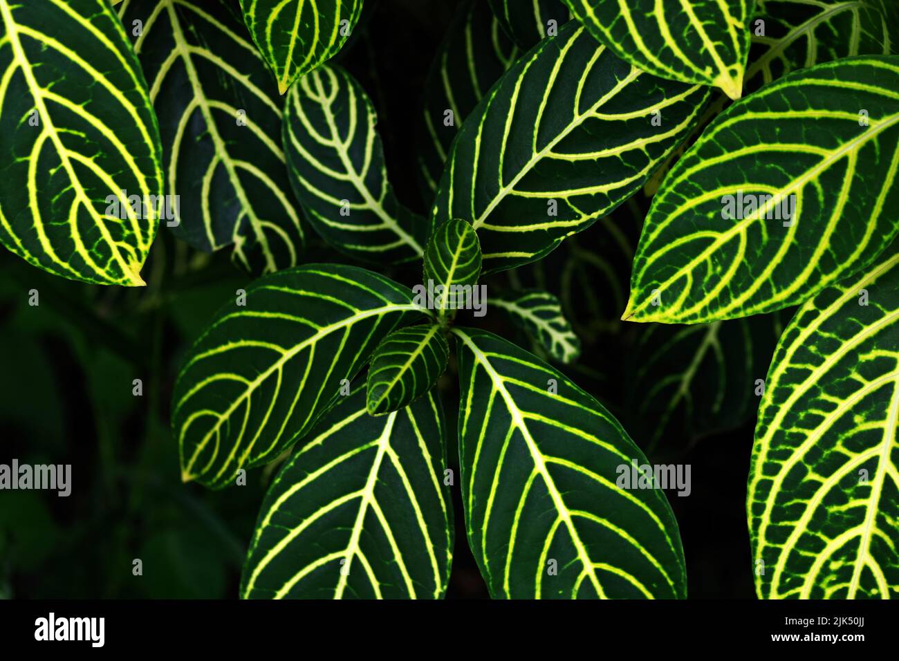 Close-up view of the beautiful leaf pattern of the exotic tropical ...