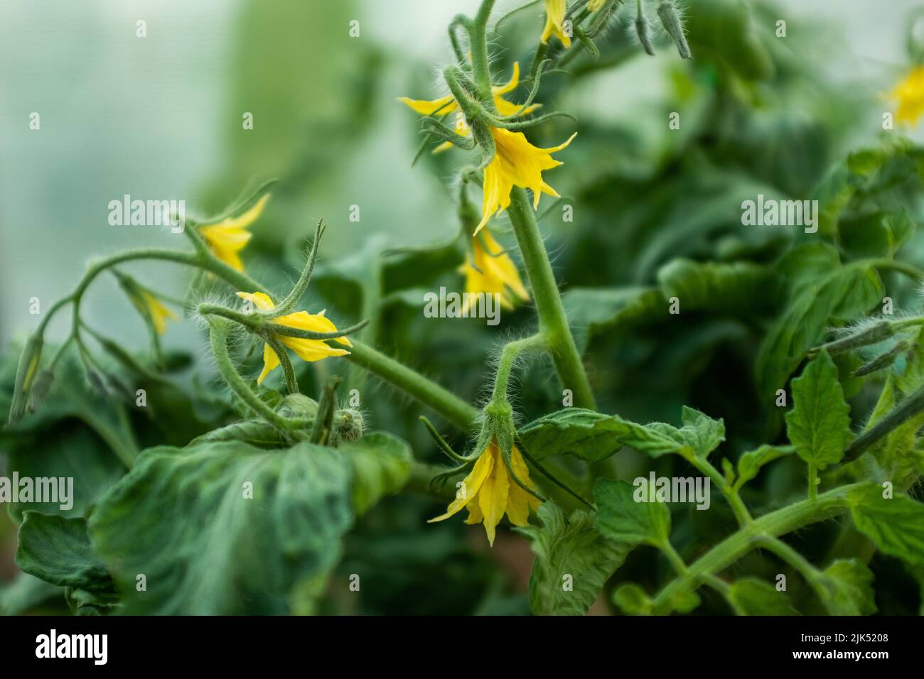 Blooming yellow tomato flowers, close up. Among the green leaves yellow ...
