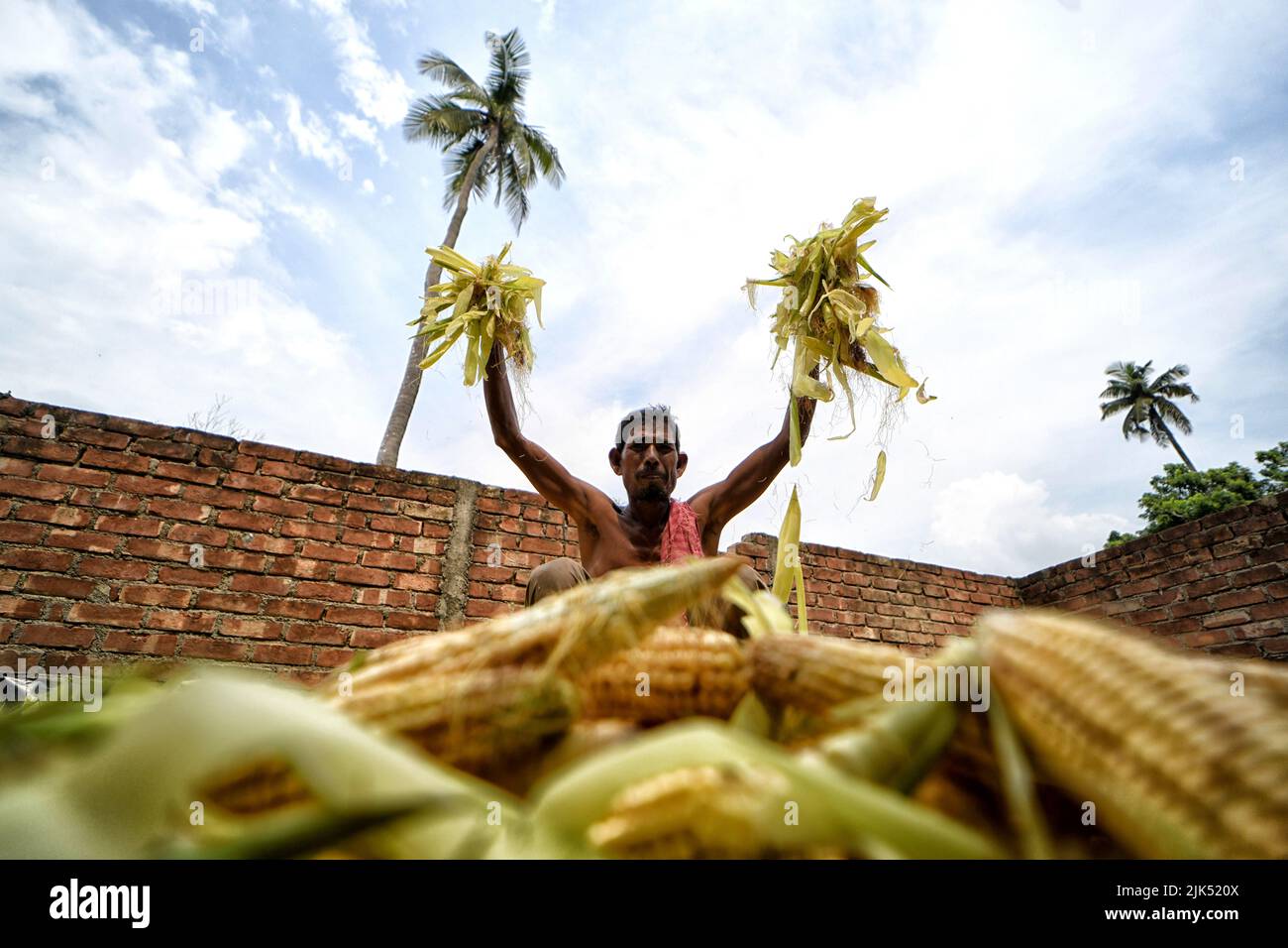 Indian farmer dries corn inside a factory premises, some 100 kilometers ...