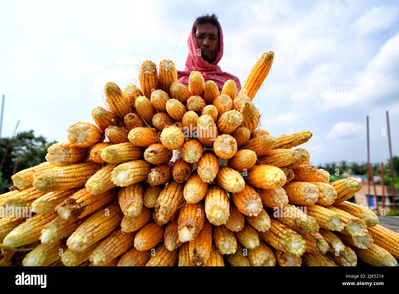 An Indian farmer dries maize under direct sunlight inside a factory ...