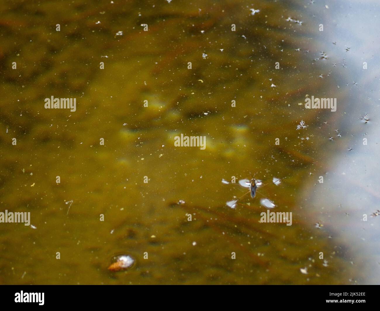 water crisis water scarcity in poor countries. Concept of drought hd ...