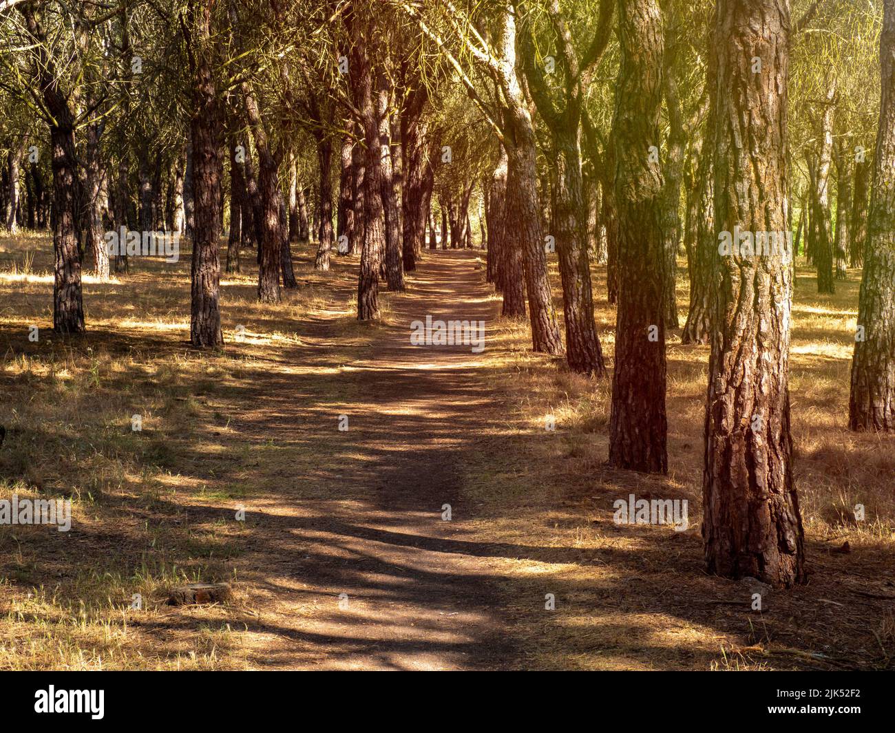 path of a dry forest due to climate change. hd image Stock Photo - Alamy