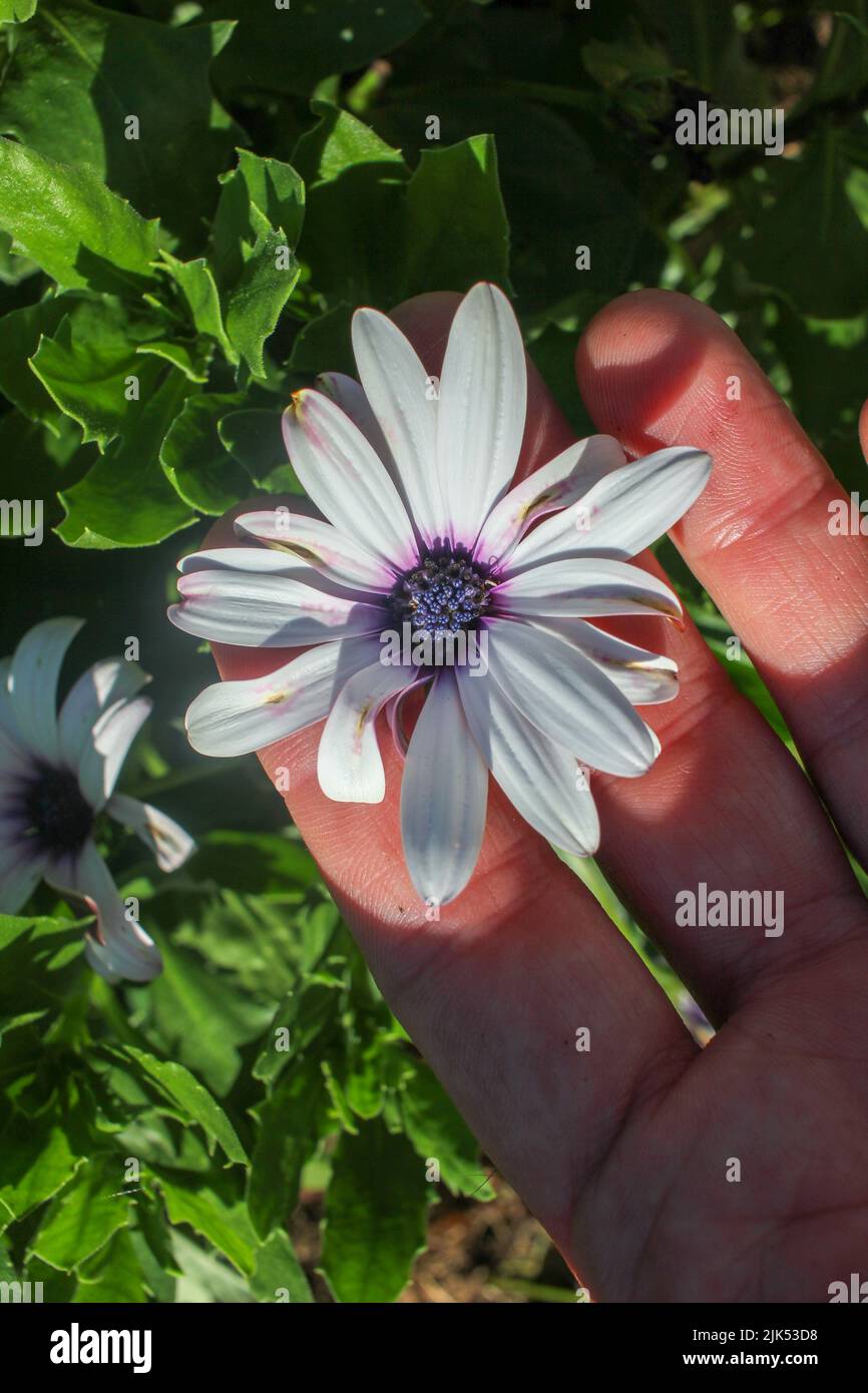Beautiful partnership with nature hi-res stock photography and images ...