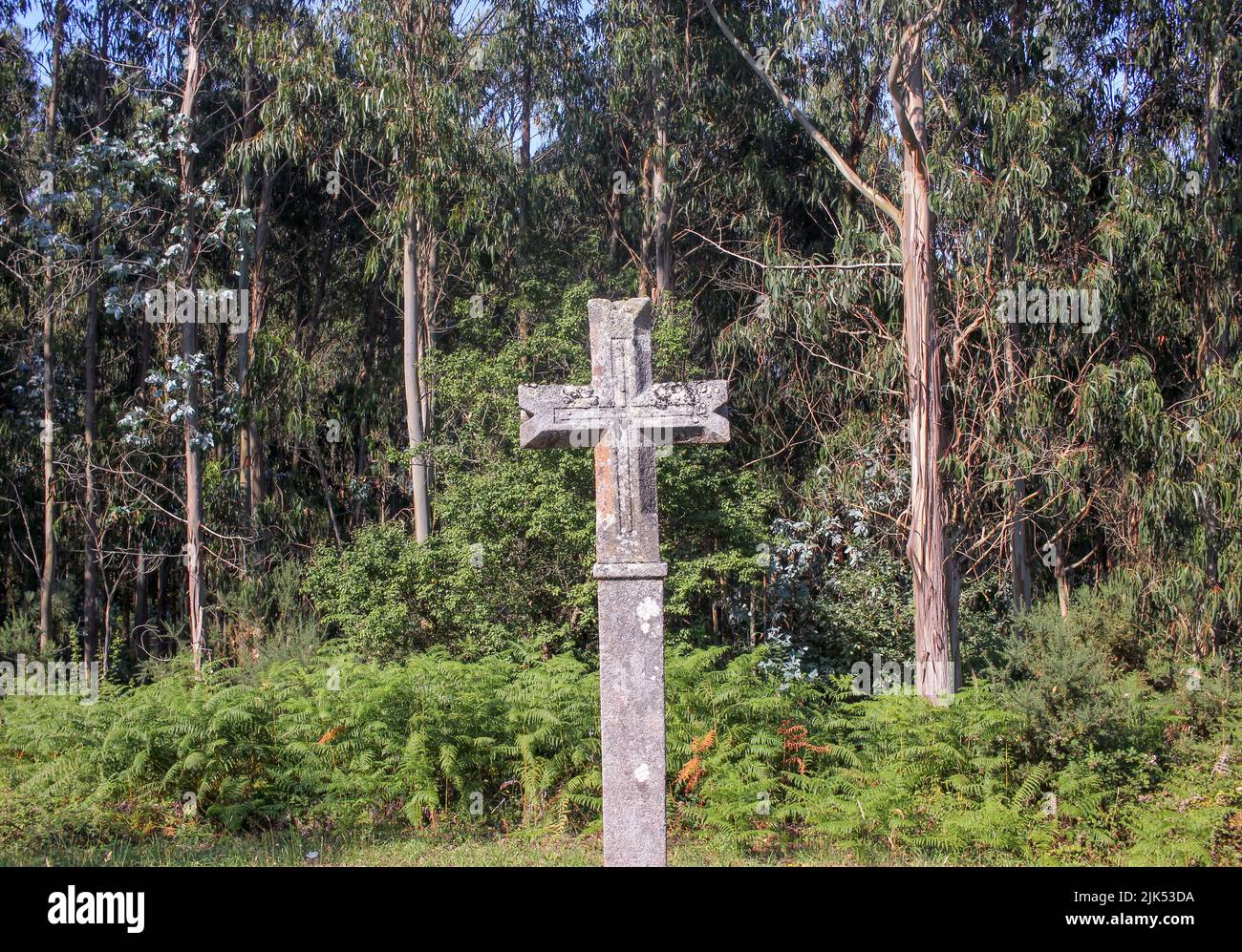 Cross shape trees hi-res stock photography and images - Alamy